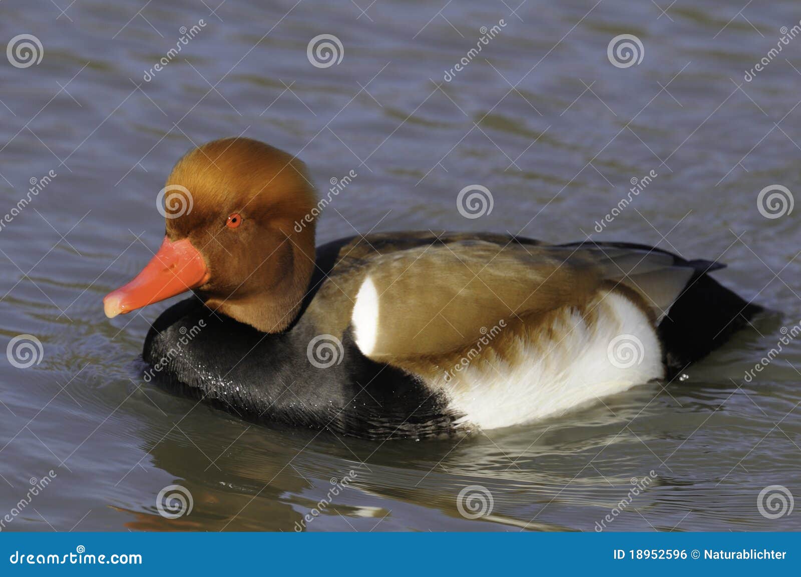 De Eend Van De Tafeleend of Van De Zuiger Stock Foto - Image of eend ...