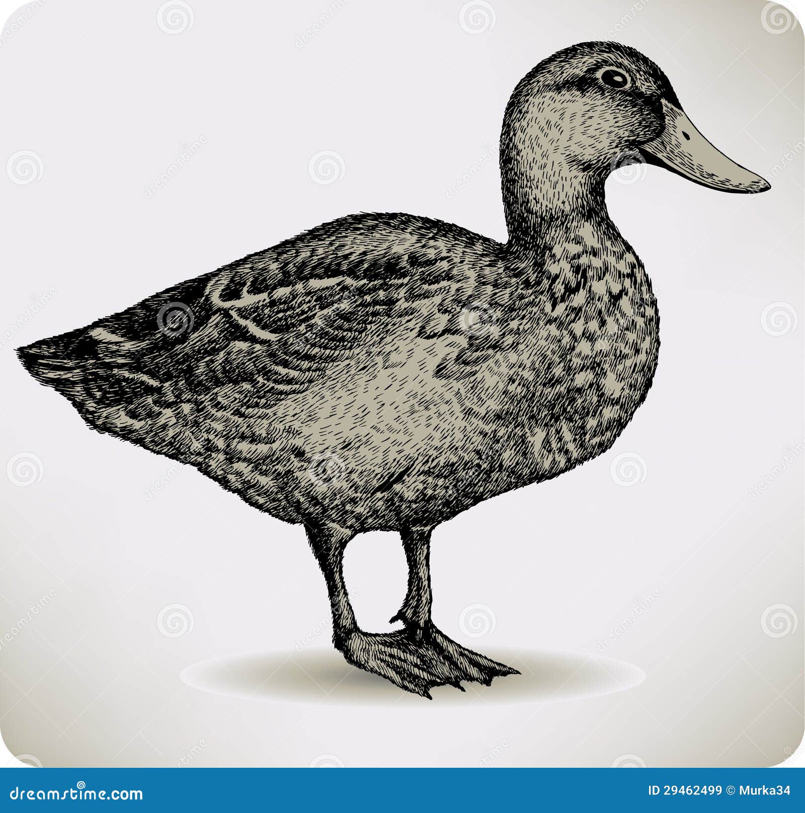 De Eend Van De Vogel, Hand-trekt. Vector Illustratie. Vector ...