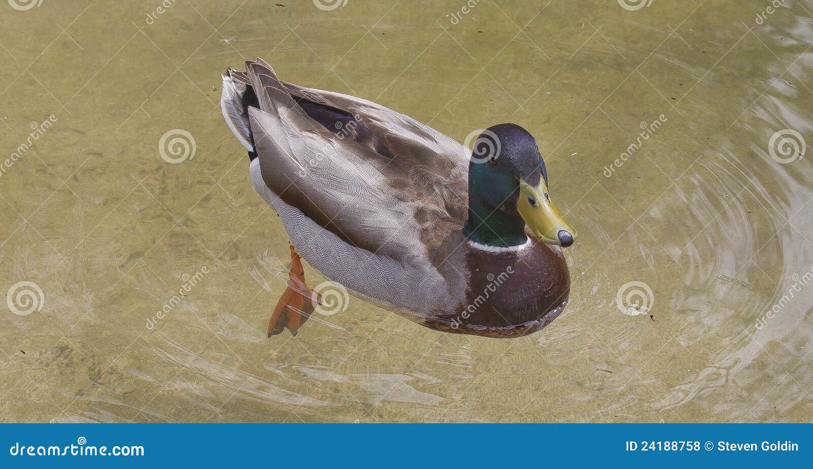 De Eend van de wilde eend stock foto. Image of babbelen - 24188758