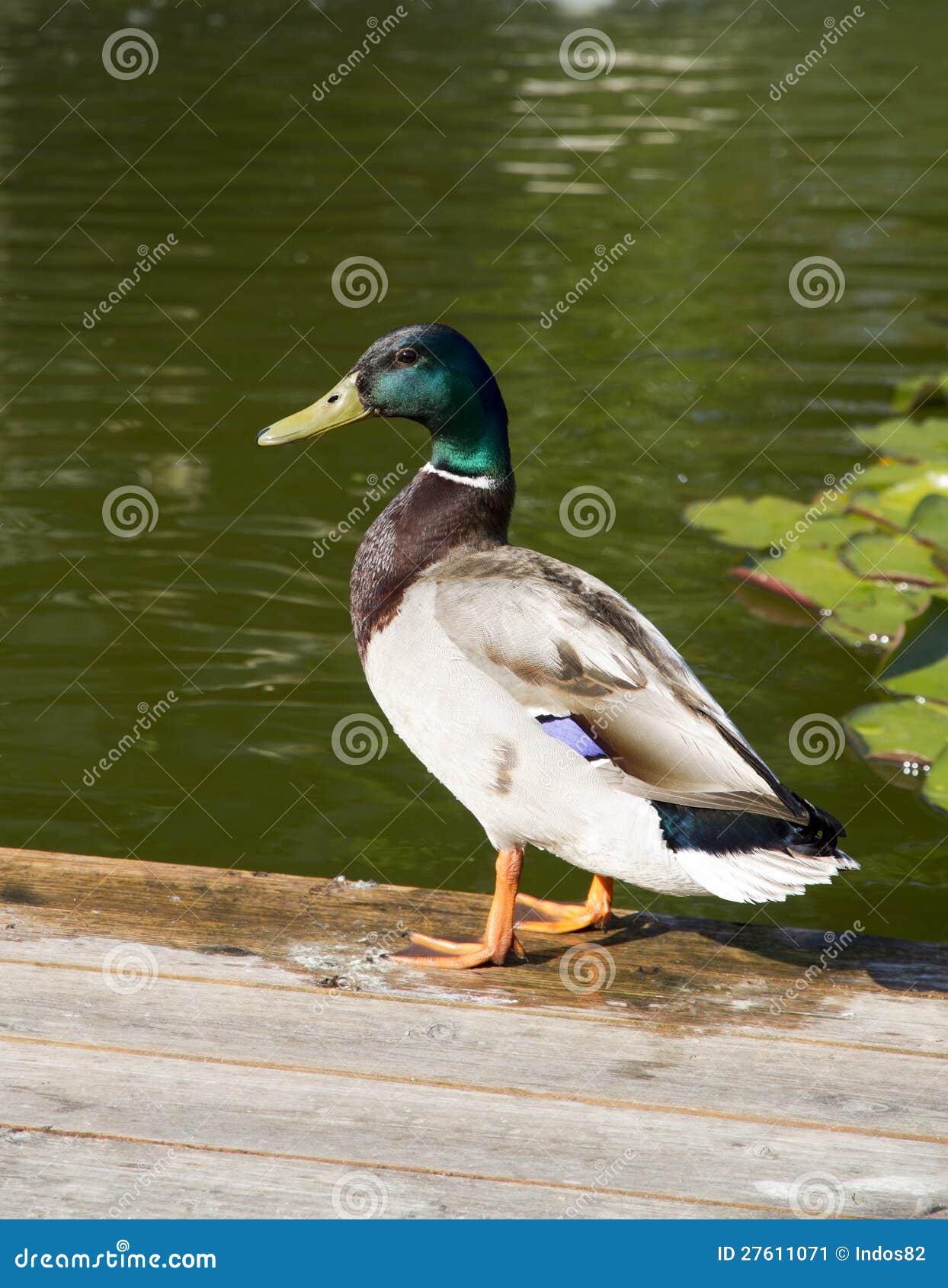 De eend van de wilde eend stock afbeelding. Image of licht - 27611071