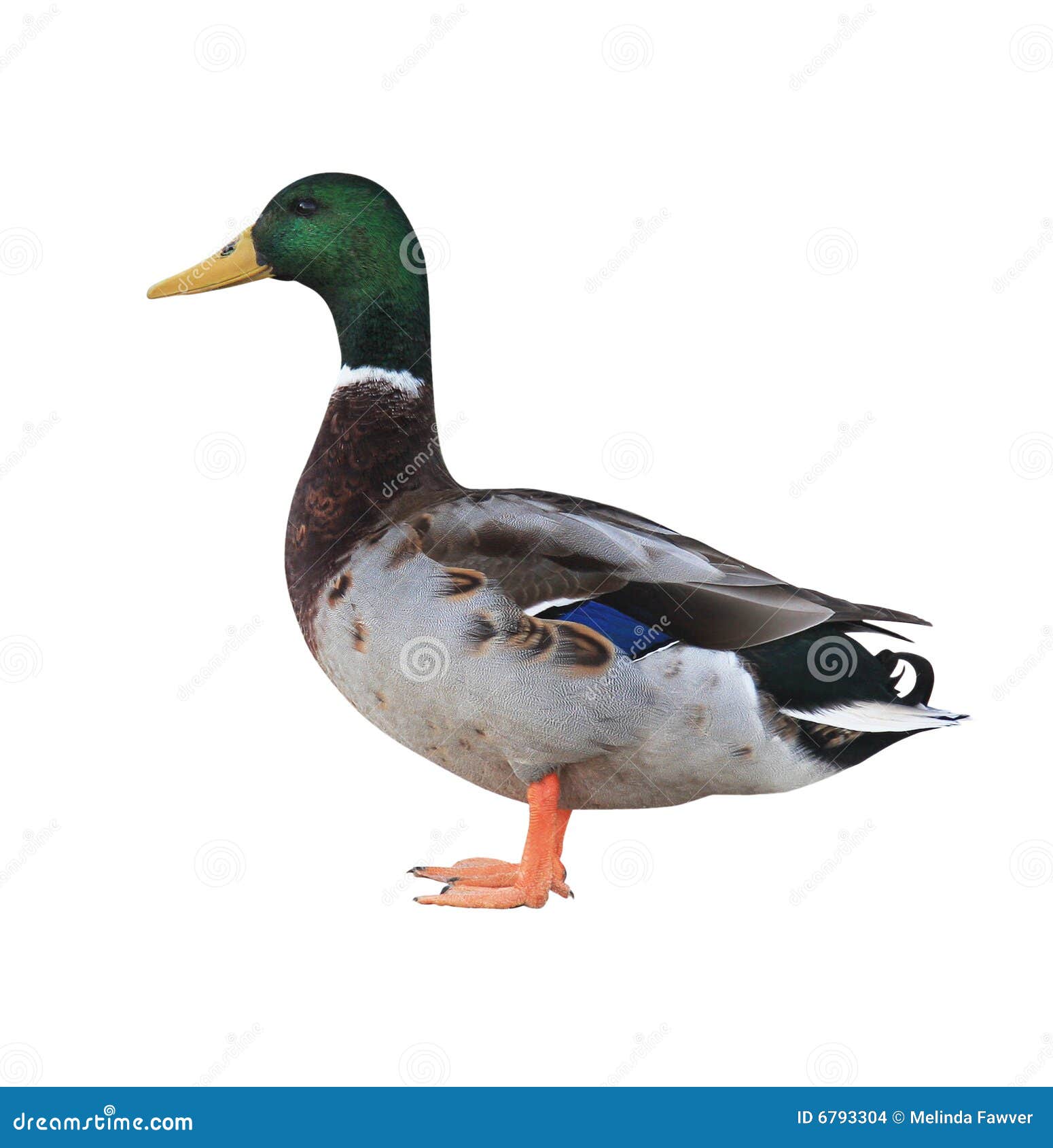 De Eend van de wilde eend stock foto. Image of vogel, eend - 6793304