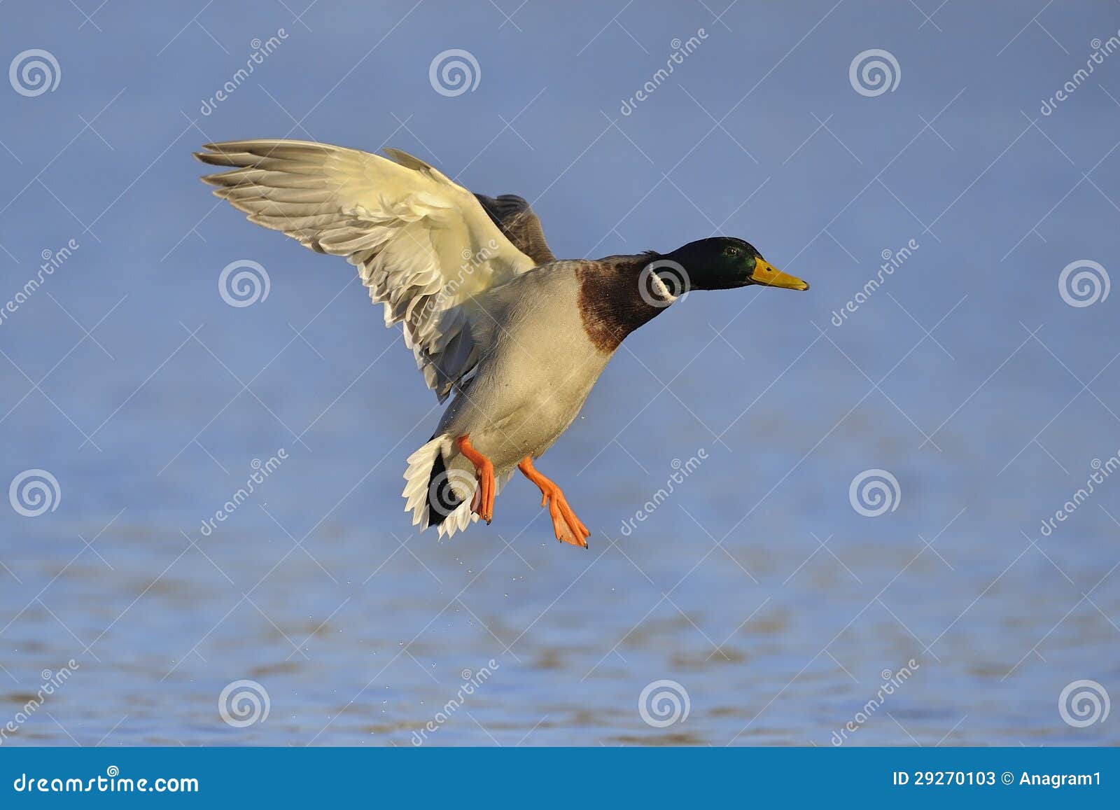 De Eend Van De Wilde Eend Het Landen Stock Afbeelding - Image of ...