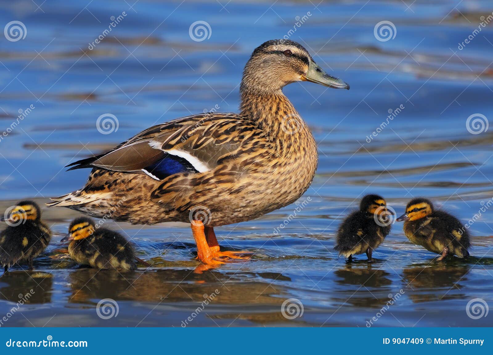 De Eend Van De Wilde Eend Met Eendjes Stock Afbeelding - Image of vogel ...