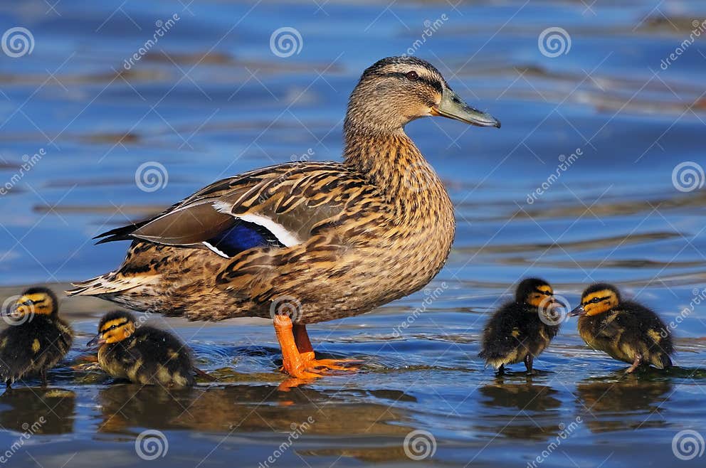 De Eend Van De Wilde Eend Met Eendjes Stock Afbeelding - Image of vogel ...
