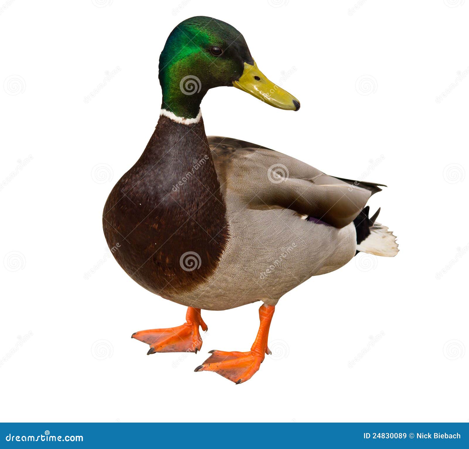 De Eend Van De Wilde Eend Op Witte Achtergrond Stock Afbeelding - Image ...