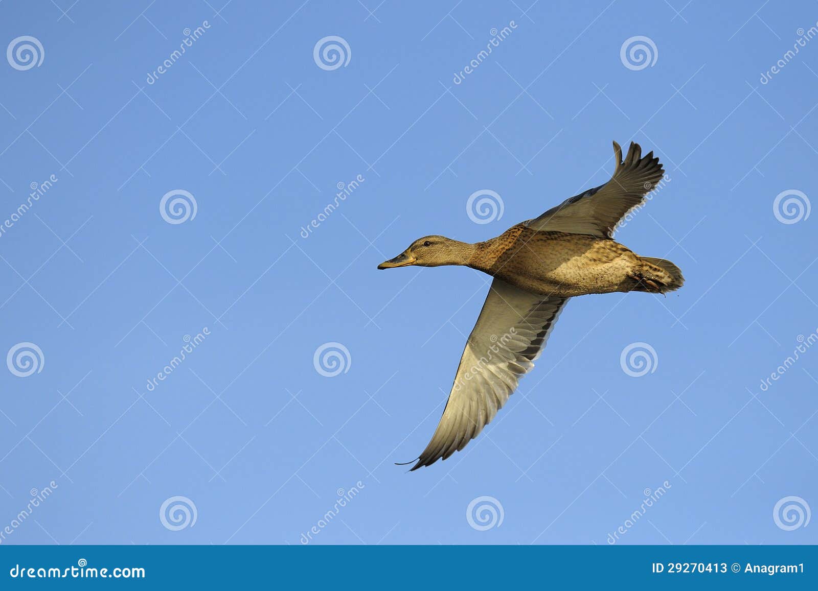 De Eend Van De Wilde Eend Tijdens De Vlucht Stock Afbeelding - Image of ...