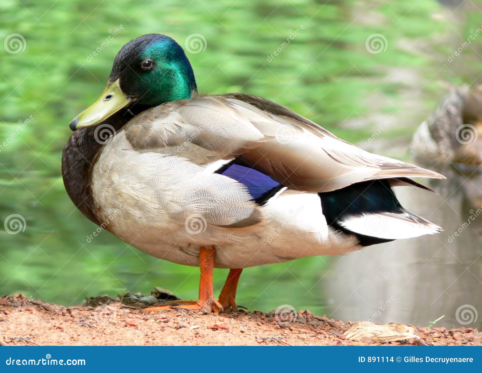 De Eend Van De Wilde Eend Van De Hoge Resolutie Stock Foto - Image of ...