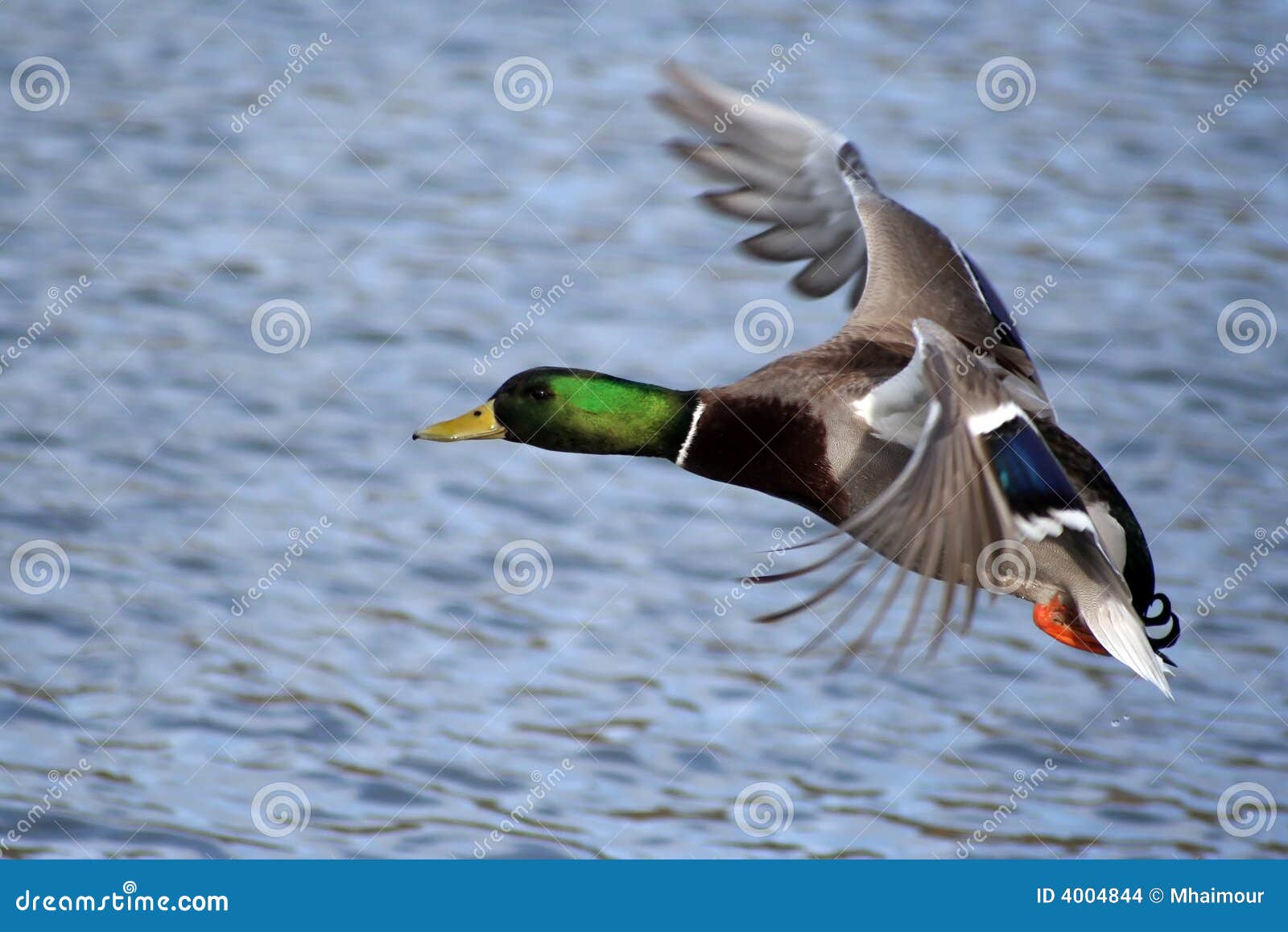 De Eend Van De Wilde Eend Van Greenhead Stock Foto - Image of vrijheid ...