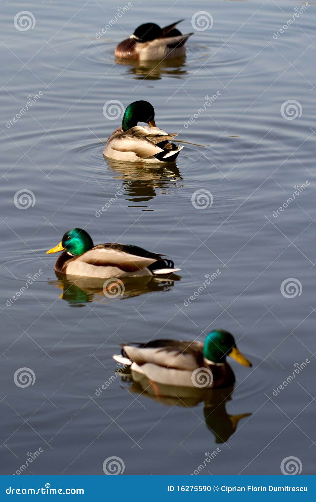 De Eenden Van De Wilde Eend Stock Foto - Image of meer, milieu: 16275590