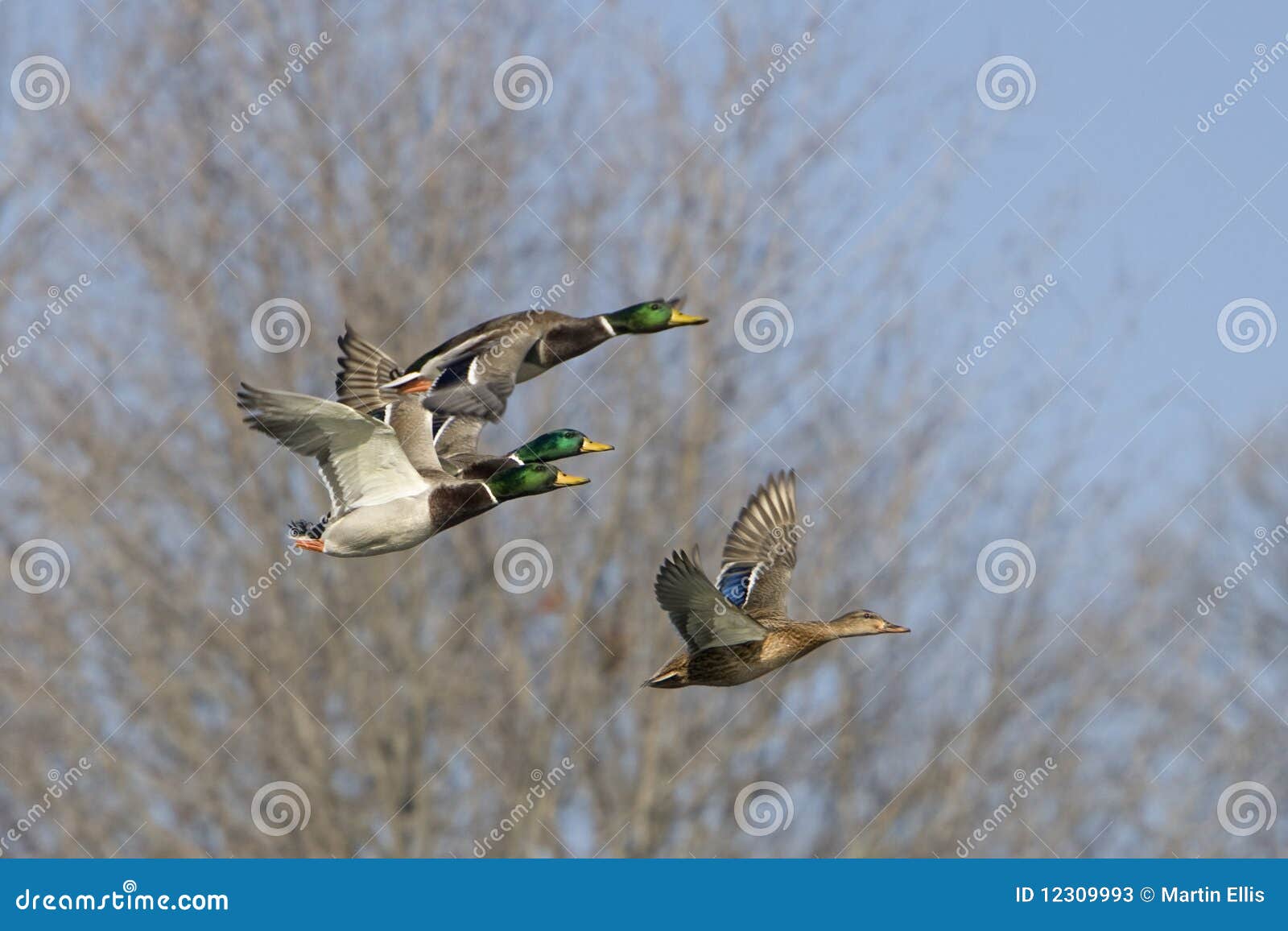 De Eenden Van De Wilde Eend Tijdens De Vlucht Stock Afbeelding - Image ...