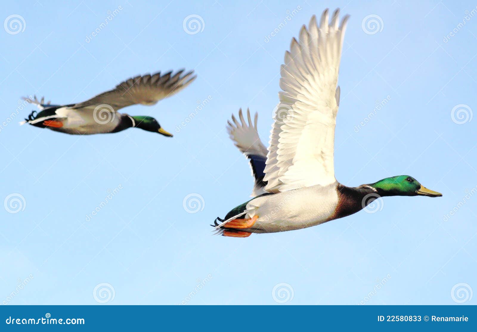 De Eenden Van De Wilde Eend Tijdens De Vlucht Stock Afbeelding - Image ...