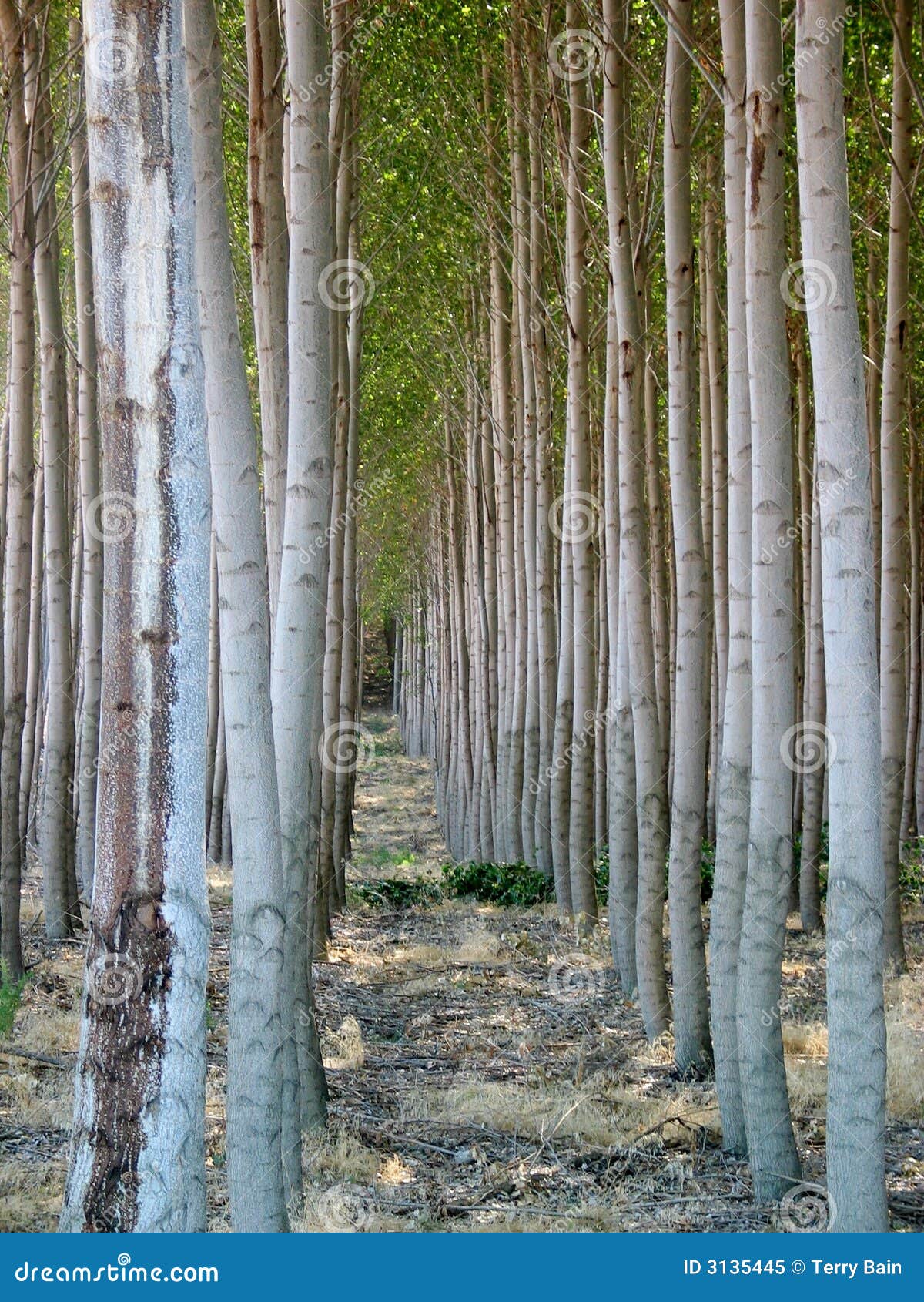 De Eenvormige Bomen Van De Populier in Oregon Stock Afbeelding - Image ...