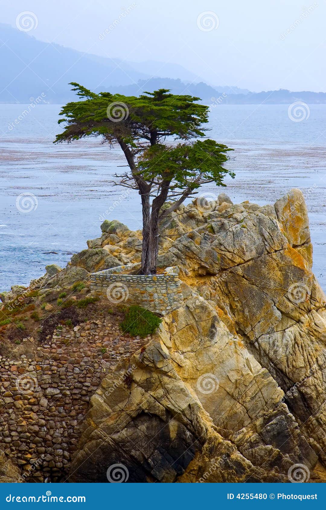 De Eenzame Boom Van De Cipres Redactionele Afbeelding - Image of ...