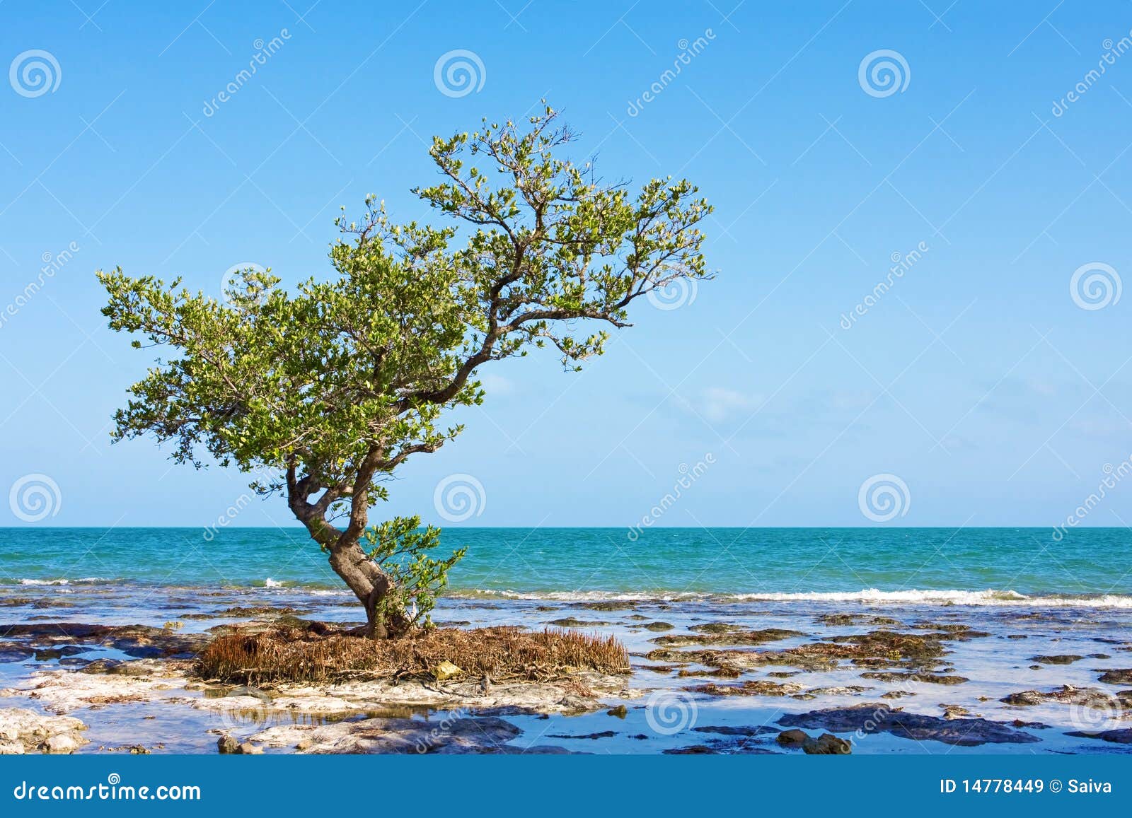 De Eenzame Boom Van De Mangrove Stock Afbeelding - Image of oceaan ...