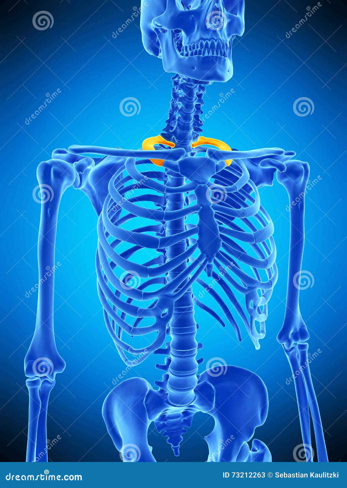 De eerste rib stock illustratie. Illustration of skelet - 73212263