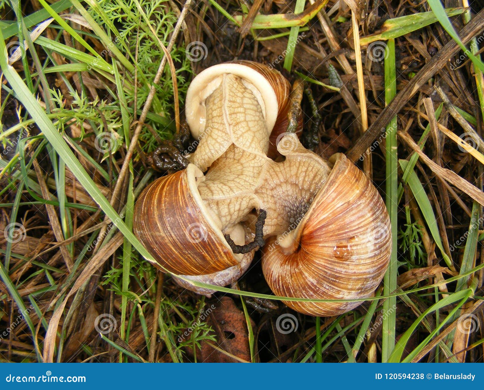 De Eetbare Slak Van Schroefpomatia, Drie Wilde Eetbare Slakken Op Gras ...