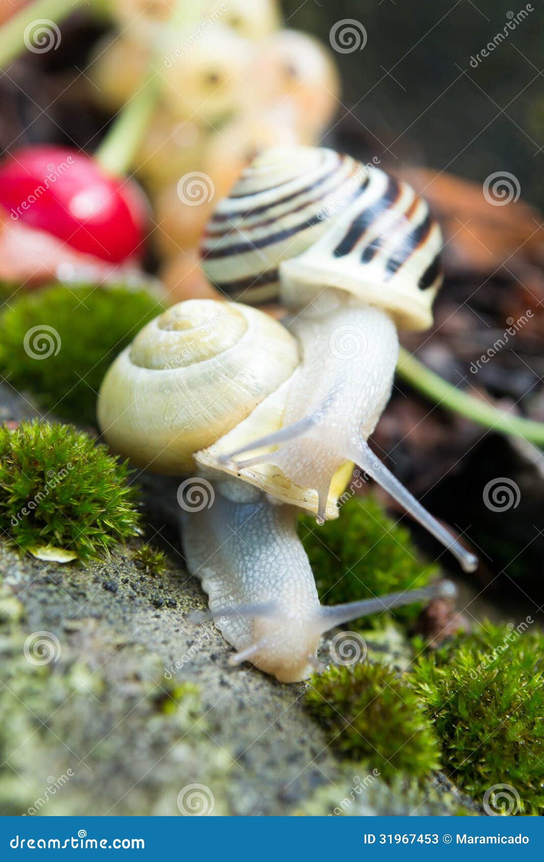 De Eetbare Slakken Van Schroefpomatia in Bos Stock Afbeelding - Image ...