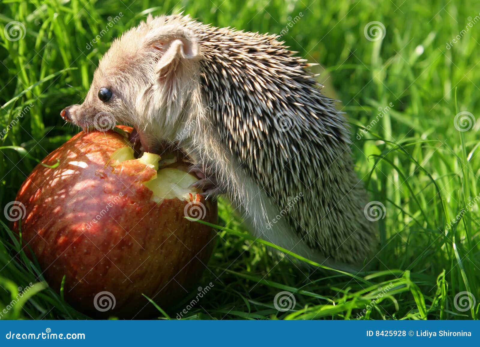 De egel stock foto. Image of zoogdier, appel, sluit, vrucht - 8425928