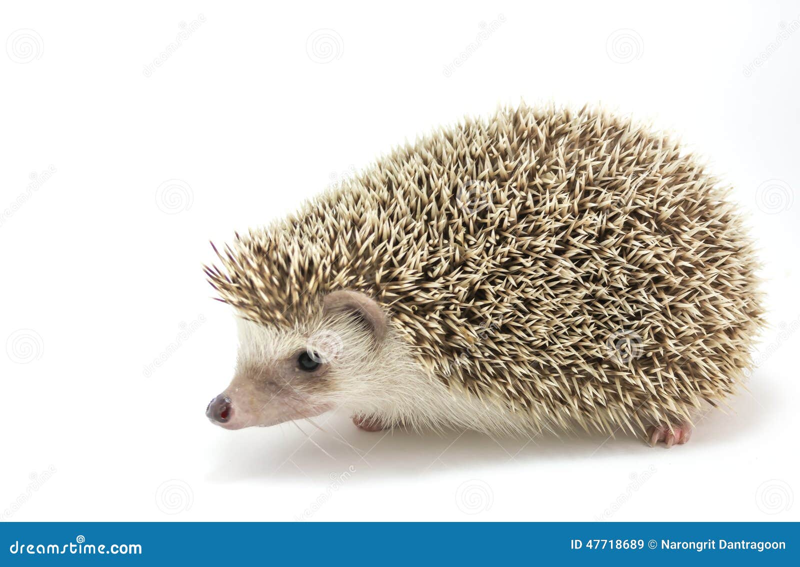 De Egel Isoleert Op Witte Achtergrond Stock Afbeelding - Image of ...