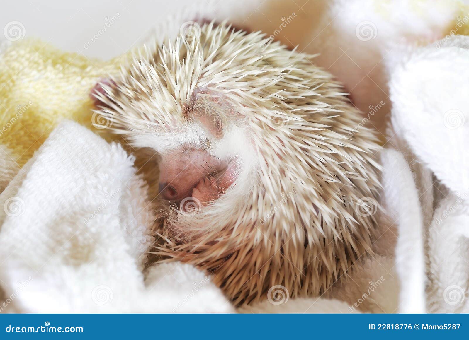 De egel van de baby stock foto. Image of weinig, foto - 22818776