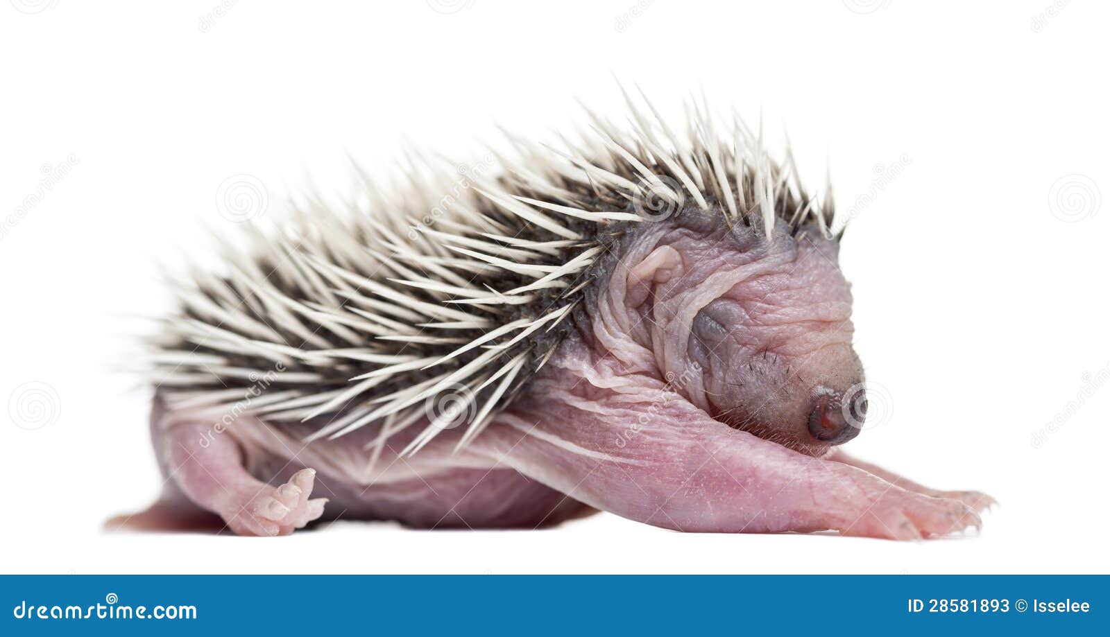 De Egel Van De Baby, 4 Oude Dagen Stock Afbeelding - Image of ...