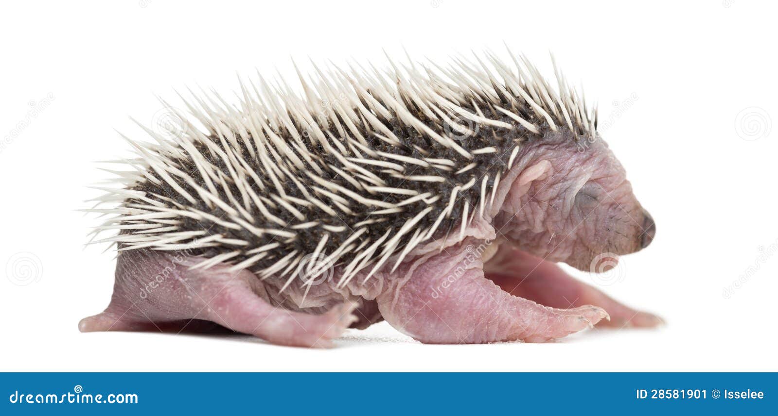 De Egel Van De Baby, 4 Oude Dagen Stock Afbeelding - Image of mensen ...