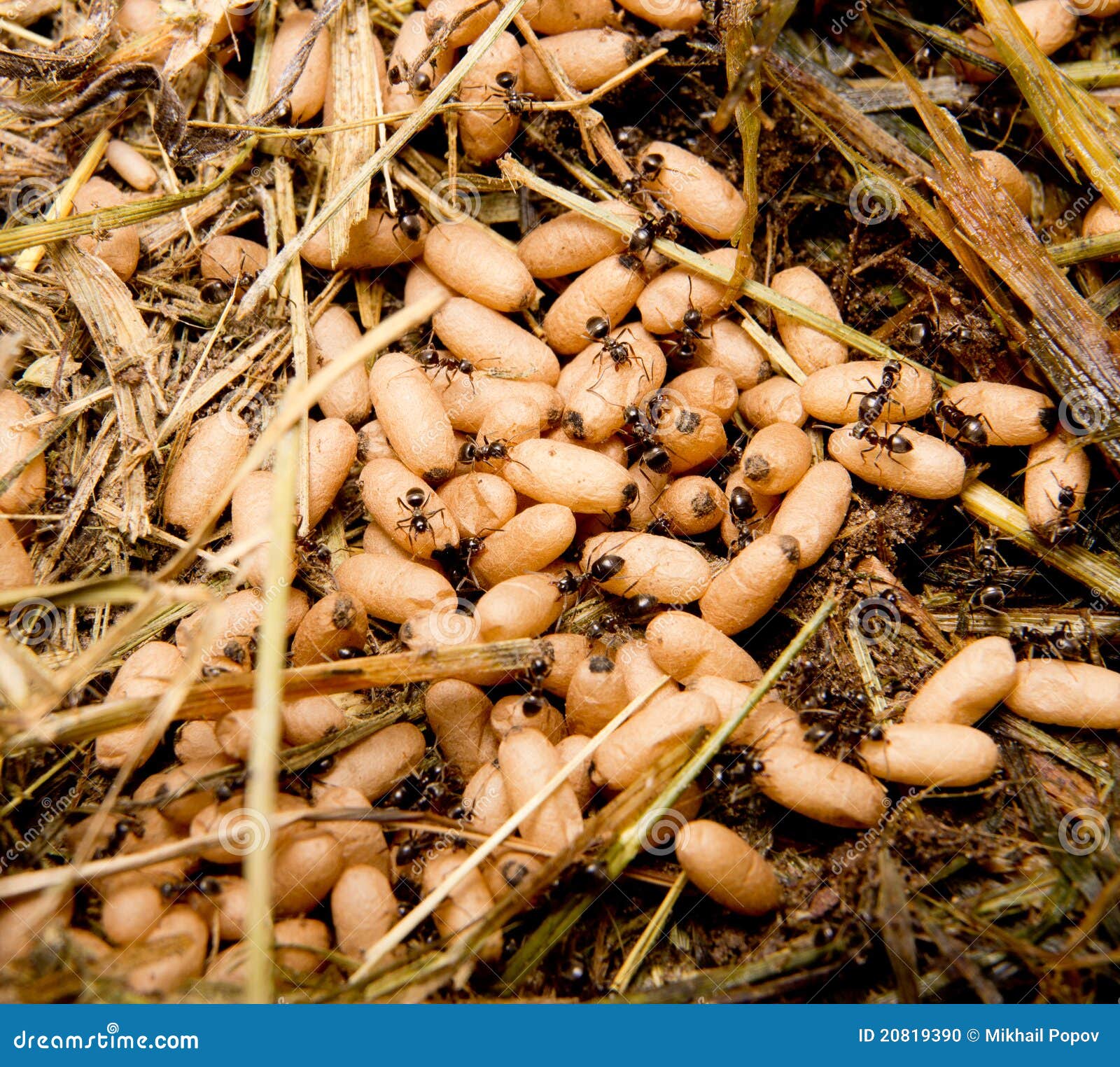 De eieren van de mier stock foto. Image of sluit, naughty - 20819390