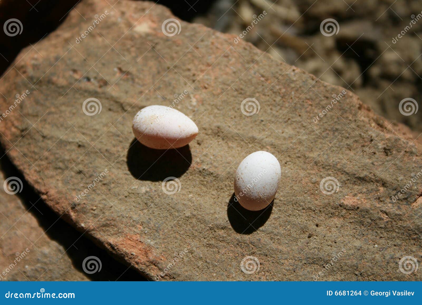 De eieren van de slang stock foto. Image of tegel, romein - 6681264