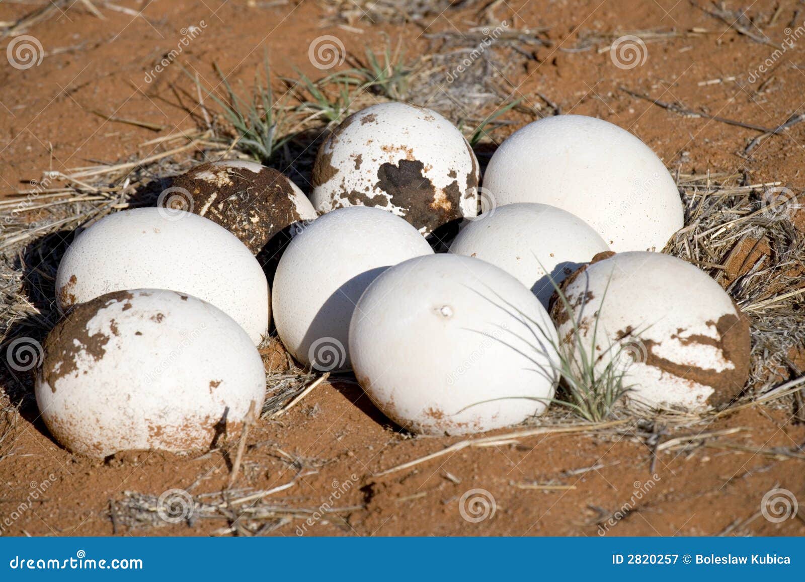 De Eieren Van De Struisvogel Stock Afbeelding - Image of woestijn ...