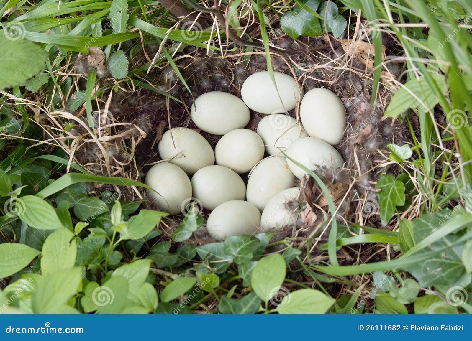 De Eieren Van De Wilde Eend Stock Fotografie - Beeld: 26111682