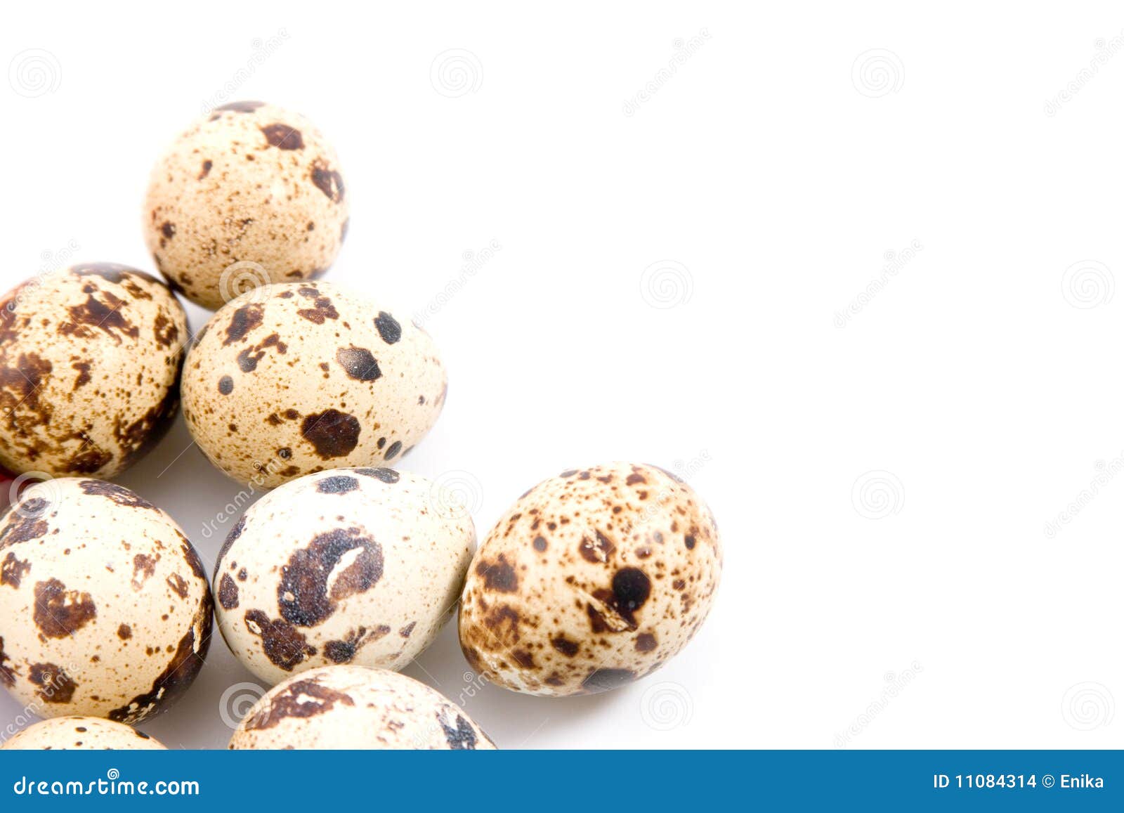 De eieren van kwartels stock foto. Image of delicatessenwinkel - 11084314