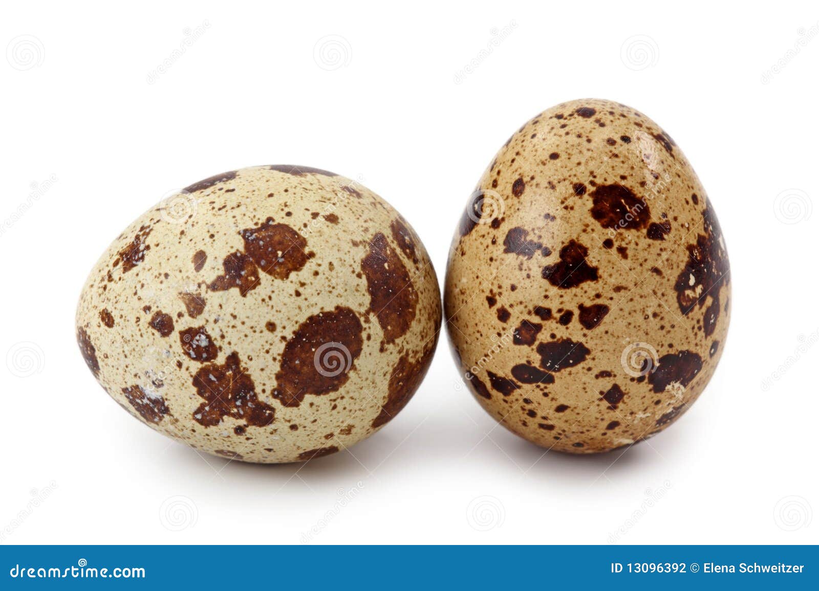 De eieren van kwartels stock foto. Image of twee, vogel - 13096392