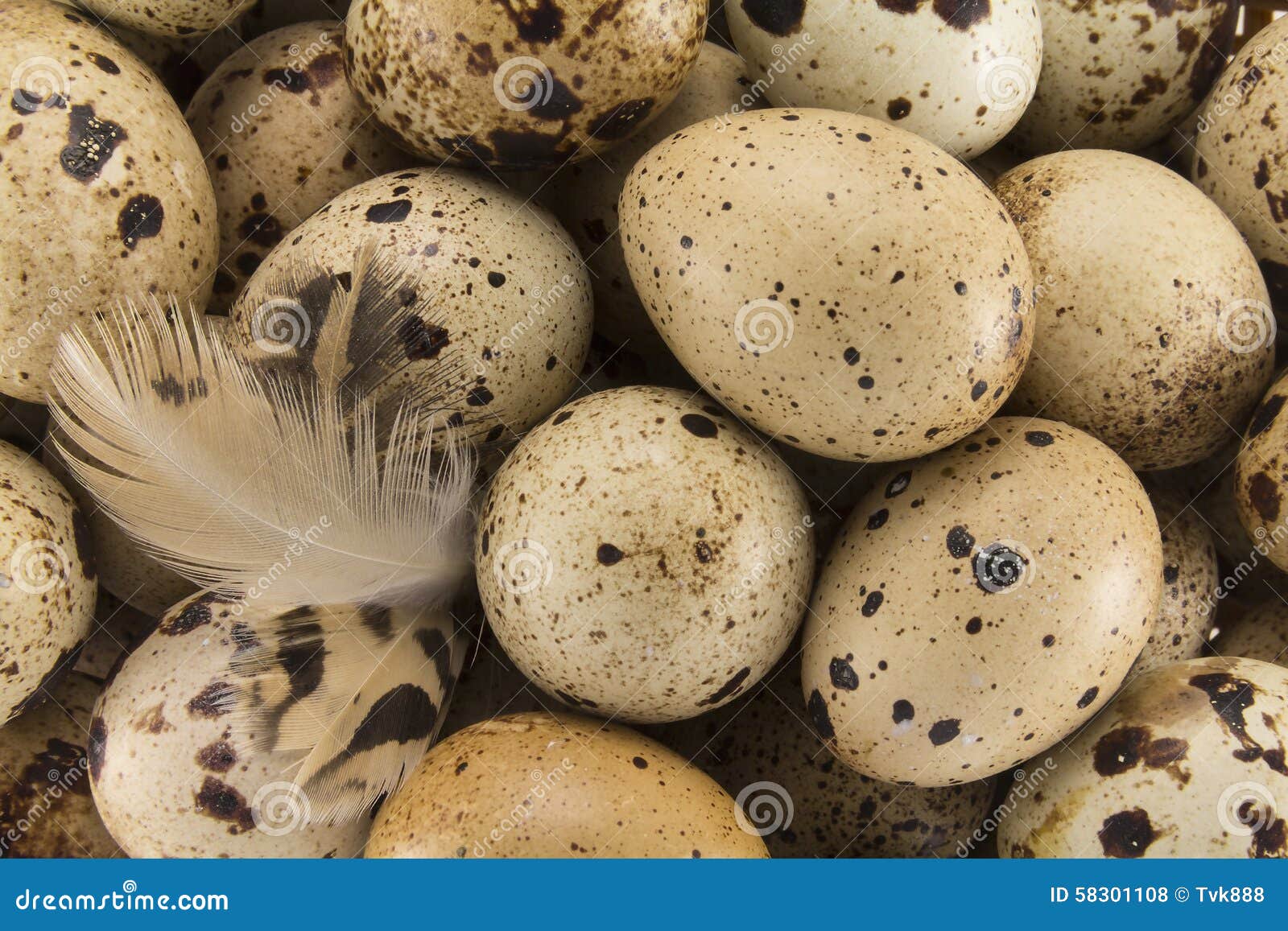 De eieren van kwartels stock foto. Image of kwartels - 58301108