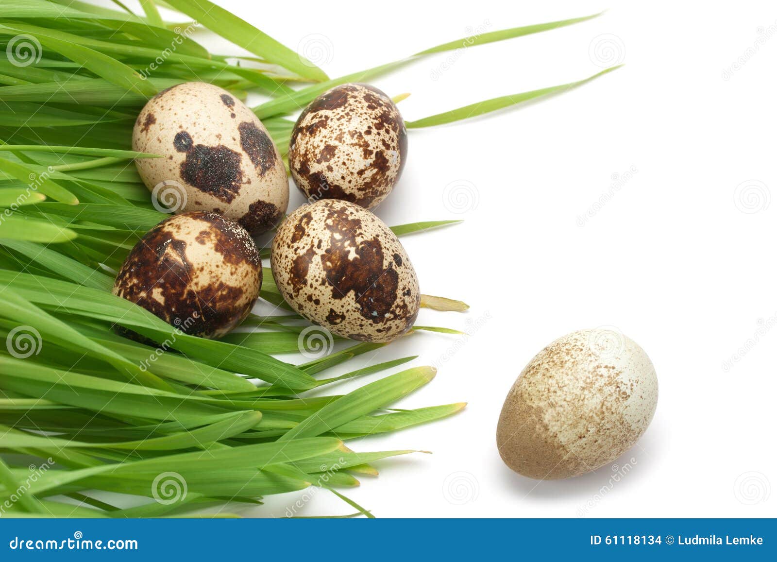 De eieren van kwartels stock foto. Image of weide, groen - 61118134