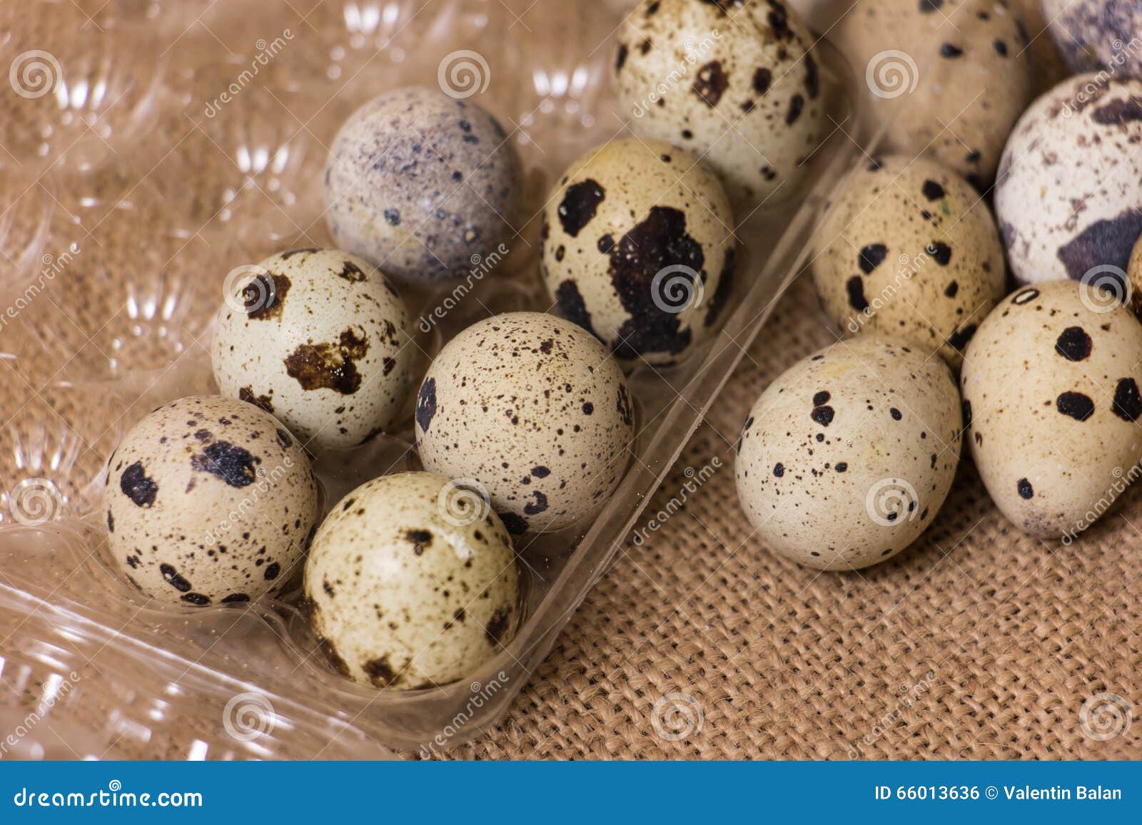 De eieren van kwartels stock foto. Image of achtergrond - 66013636