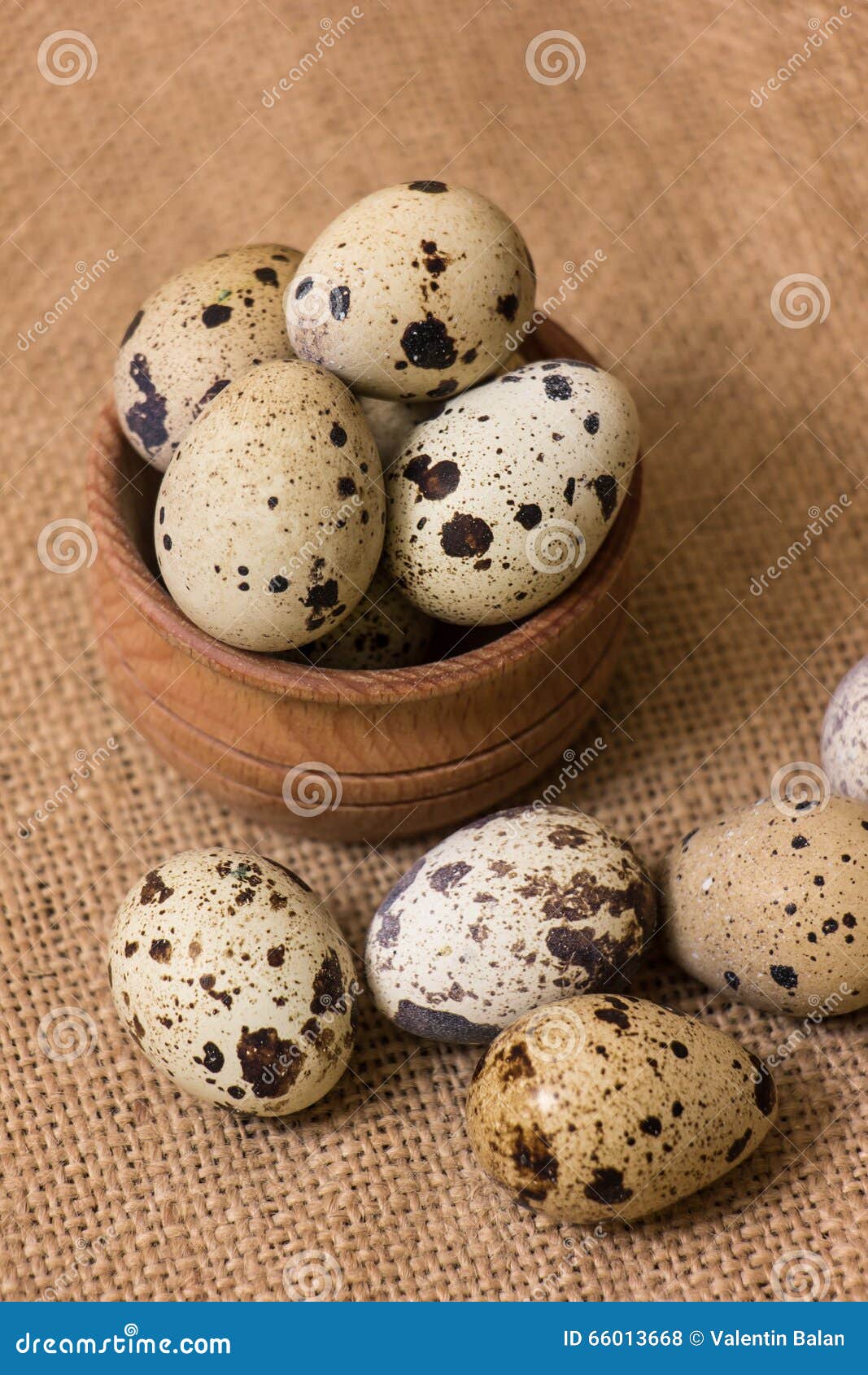 De eieren van kwartels stock foto. Image of gezond, alternatieven ...