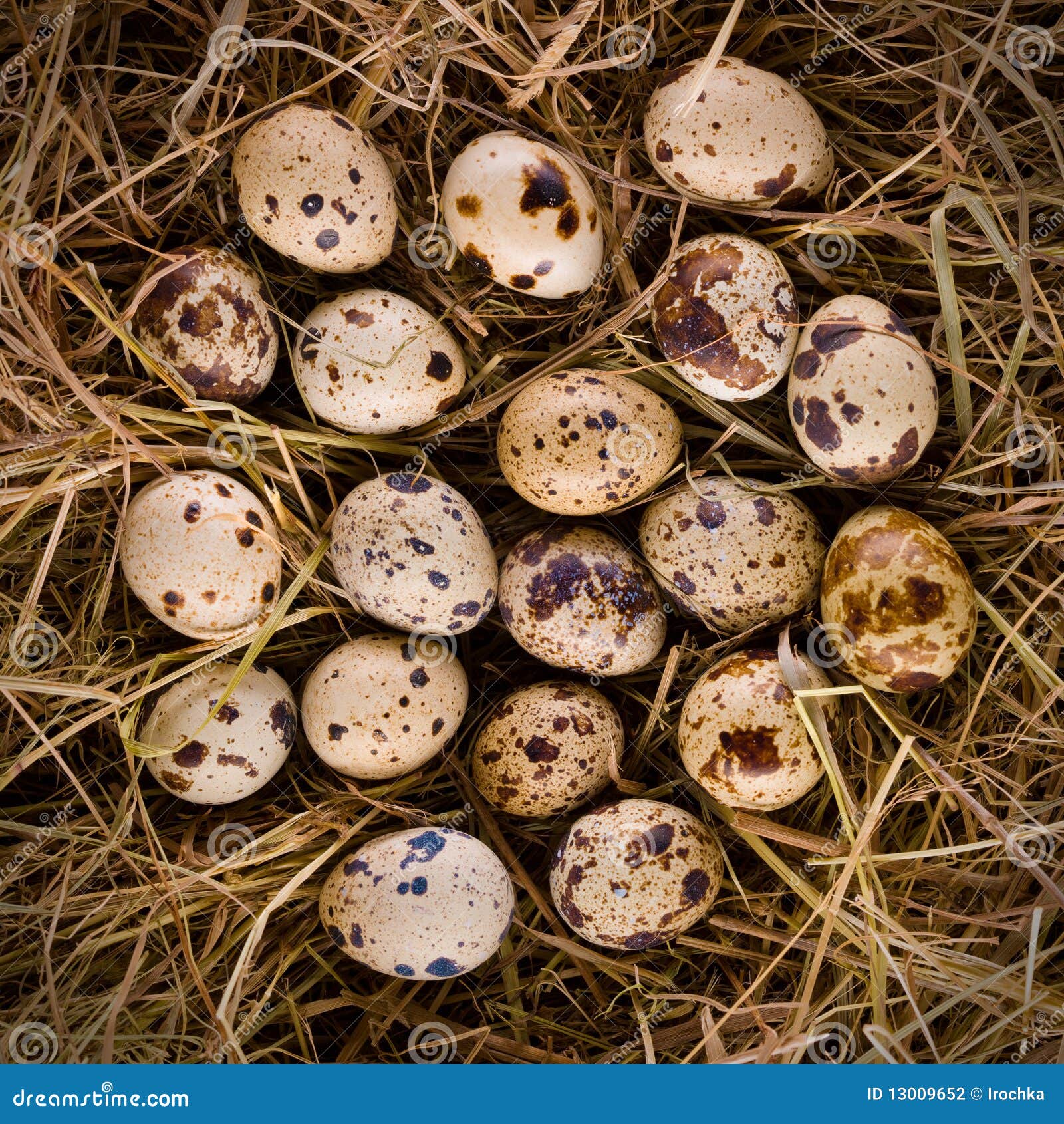 De Eieren Van Kwartels in Een Nest Stock Foto - Image of concepten ...
