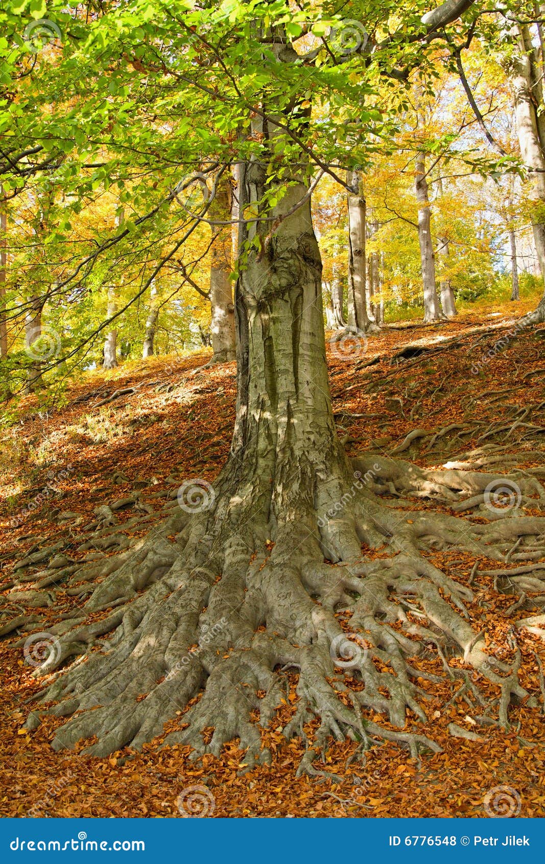 De eik van Rootage in hout stock foto. Image of leven - 6776548