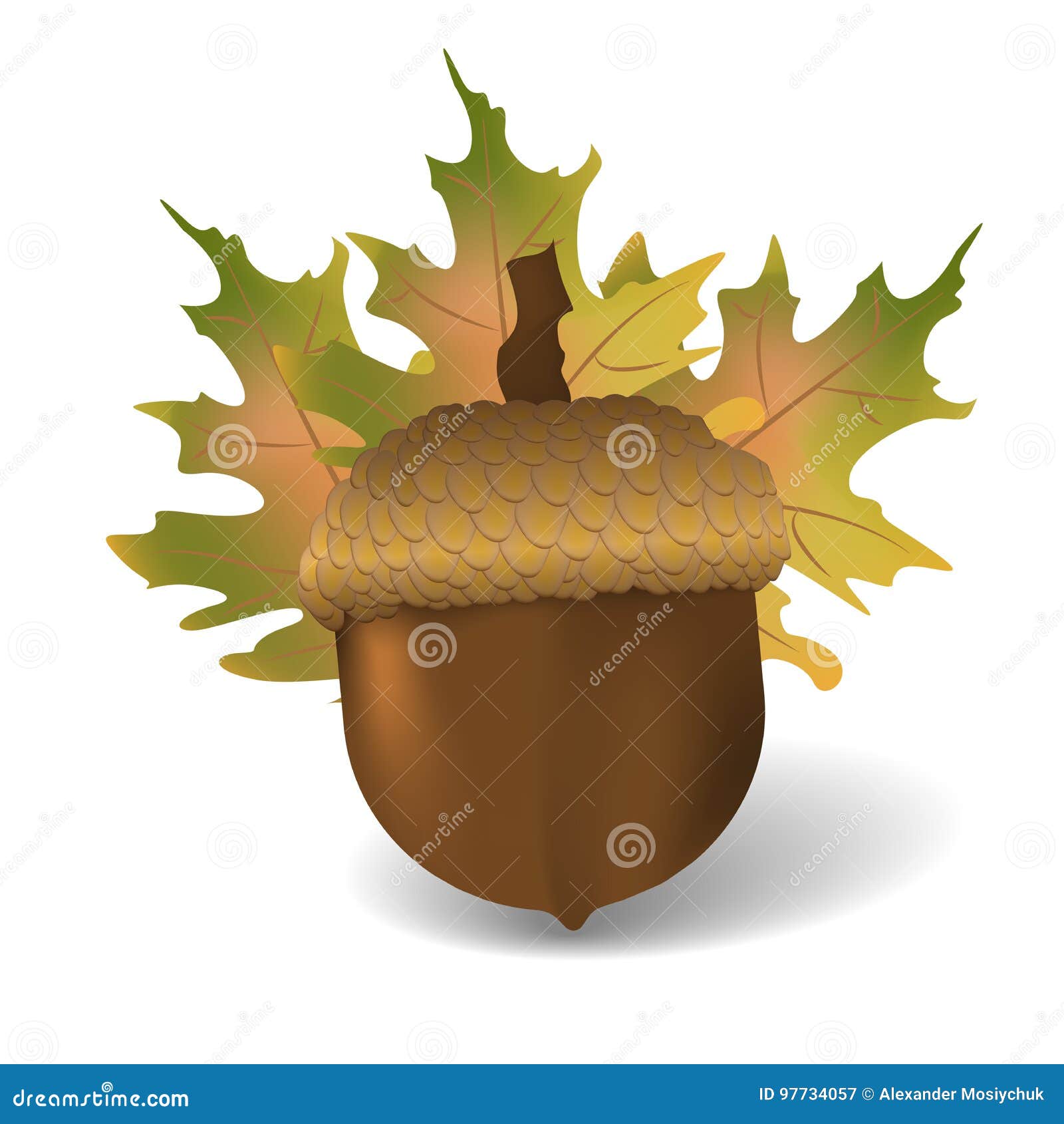 De Eikel Met De Herfst Doorbladert Realistische Vector Vector ...