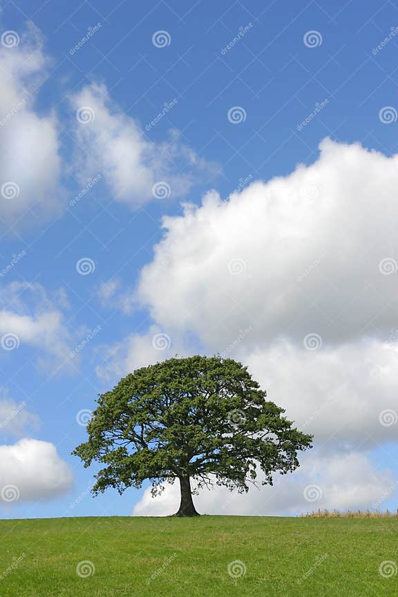 De eiken Boom in de Zomer stock foto. Image of blad, omheining - 2033768