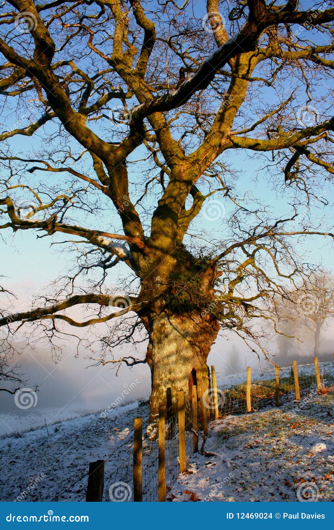 De Eiken Boom Van De Winter Stock Foto - Image of duurzaam, leeftijd ...