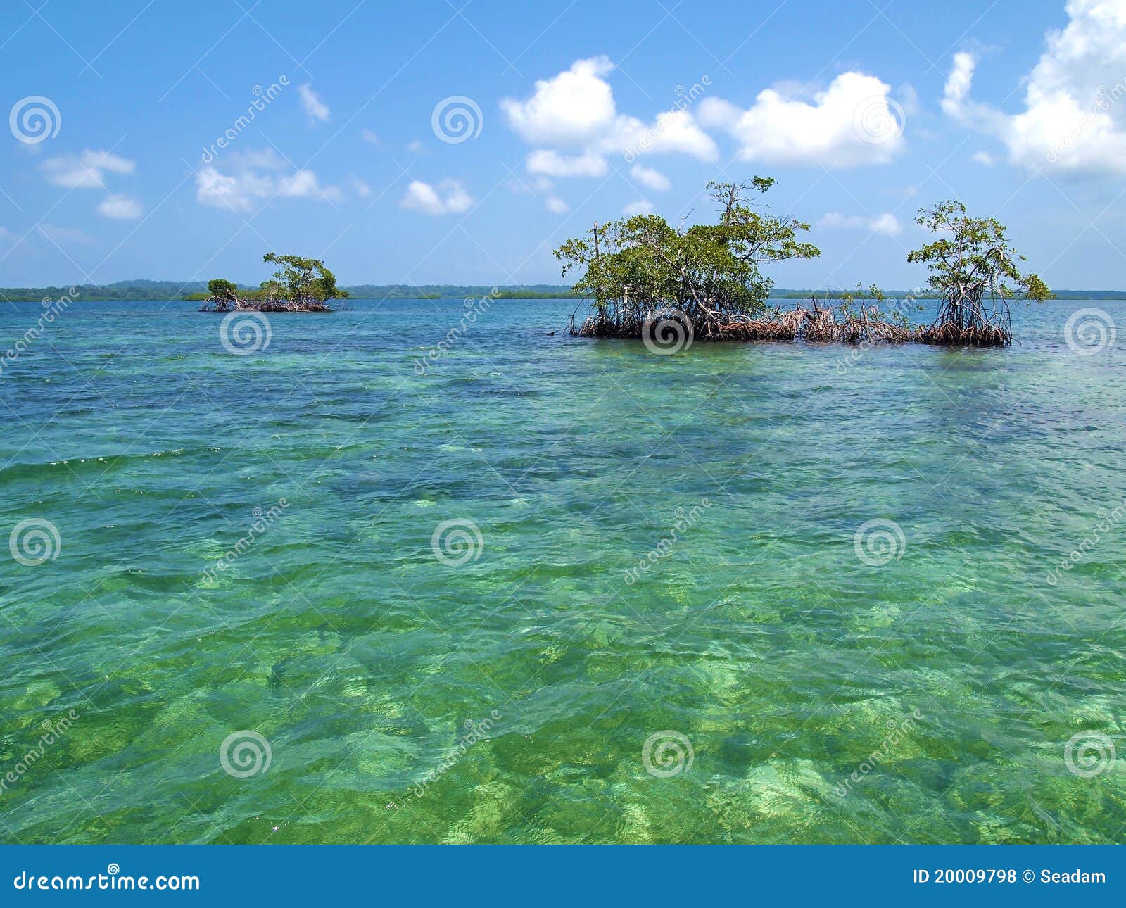 De Eilanden Van De Mangrove Stock Foto - Image of tropisch, oppervlakte ...