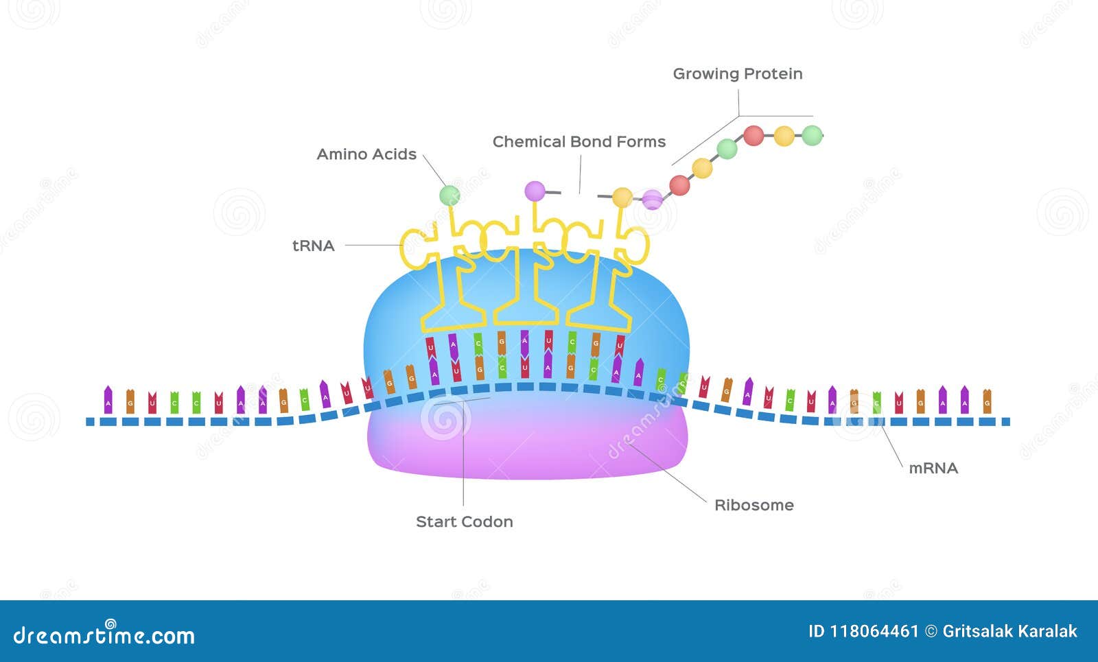 De Eiwitsynthese/het Ribosoom Assembleert Eiwitmolecules Vector ...