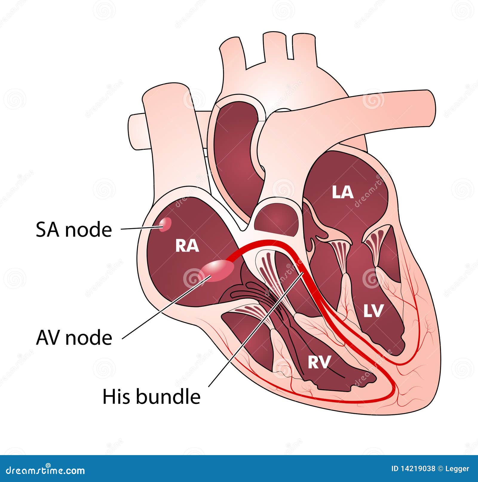 De Elektrogeleiding Van Het Hart Vector Illustratie - Illustratie ...