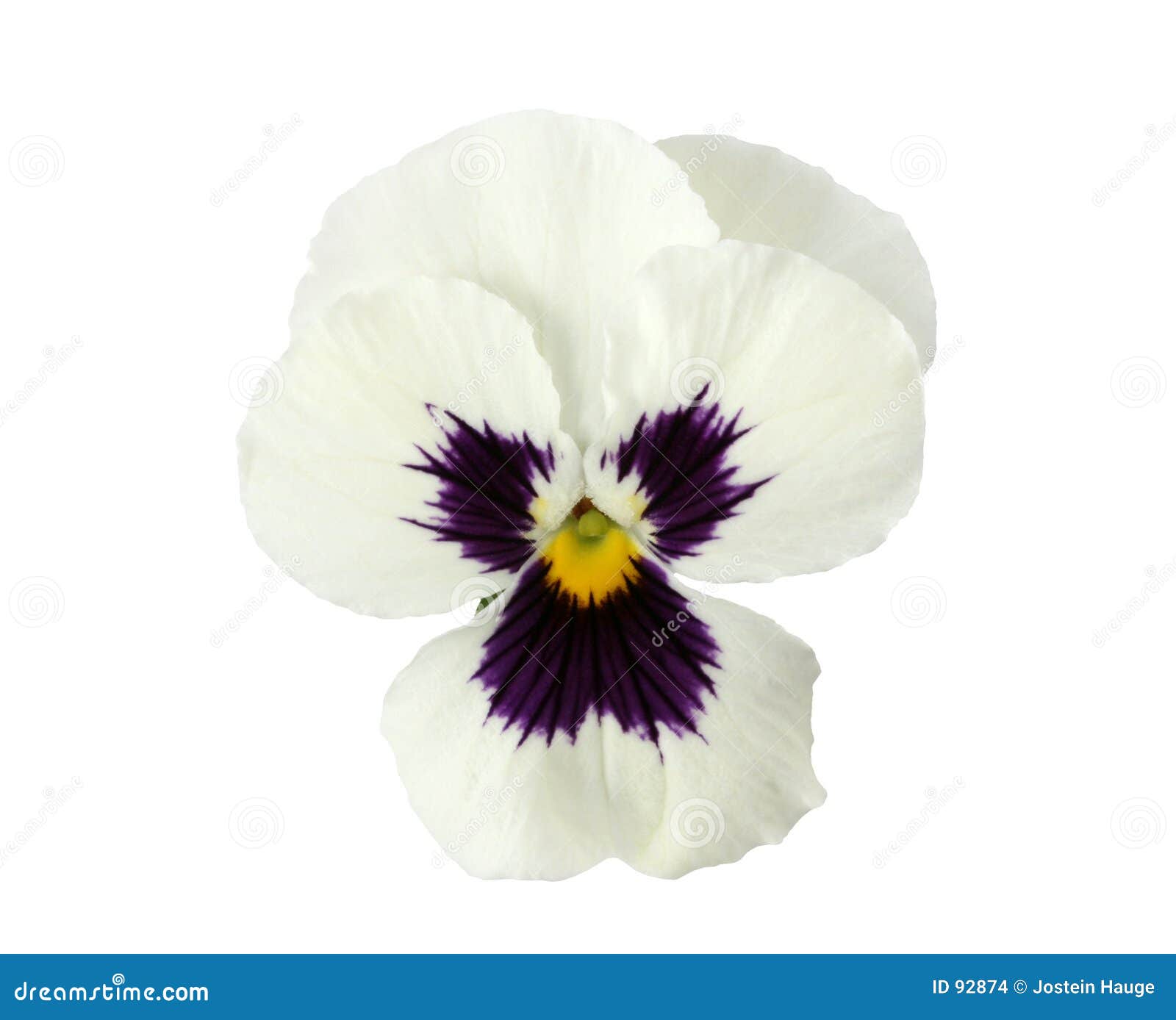 De Elementen Van Het Ontwerp: Wit Viooltje Stock Foto - Image of lente ...