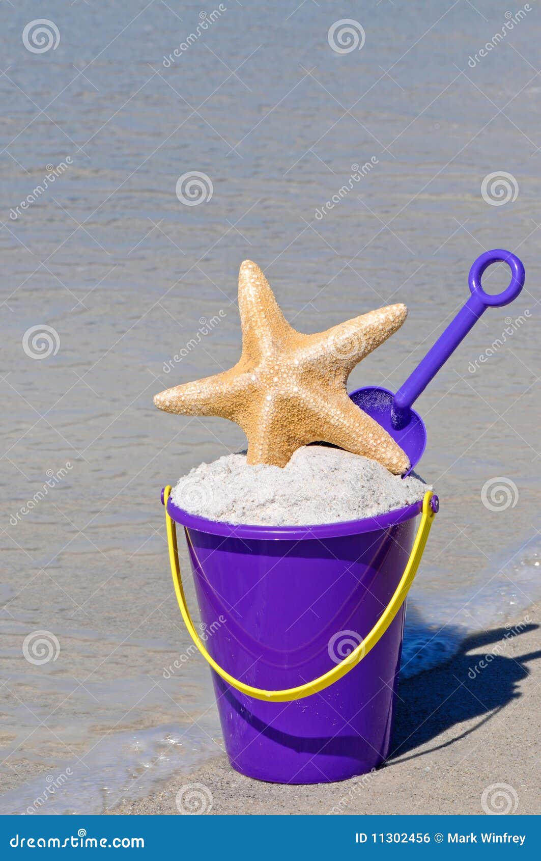 De Emmer Van Het Strand Met Zeester Stock Foto - Image of geïsoleerd ...