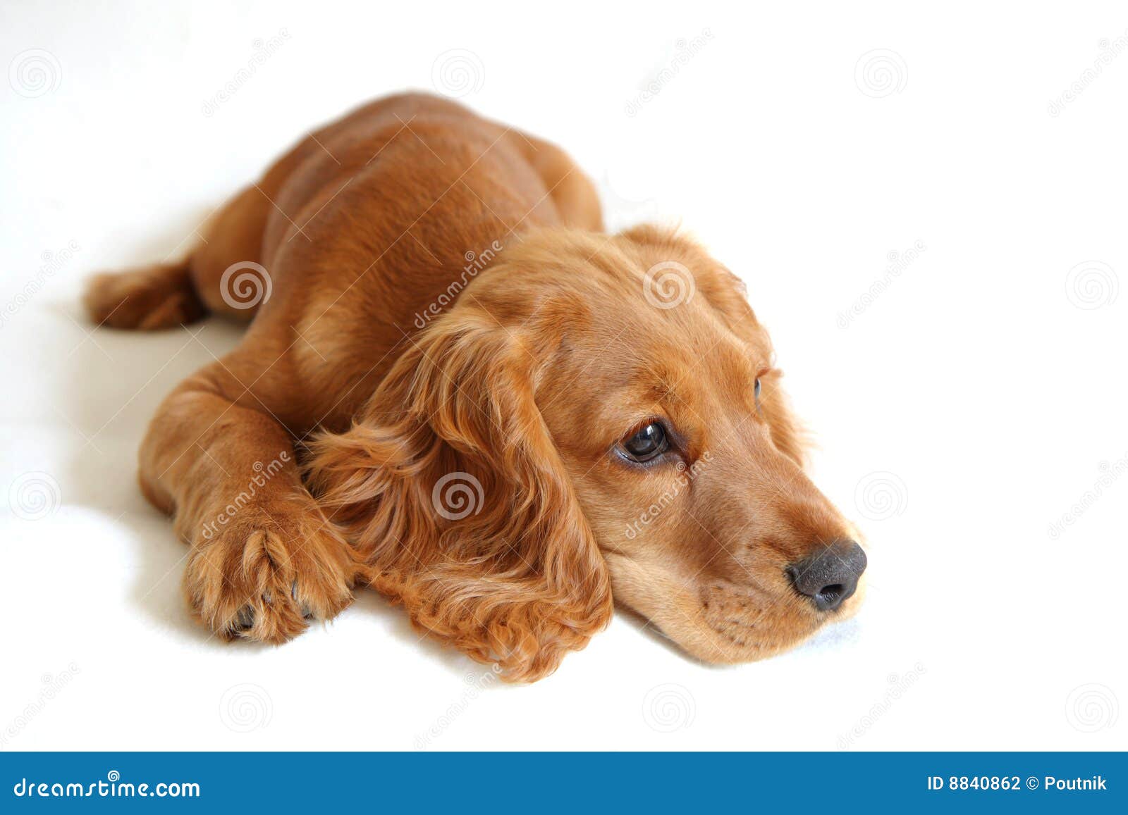 De Engelse Hond Van De Baby Van De Cocker-spaniël Stock Foto - Image of ...