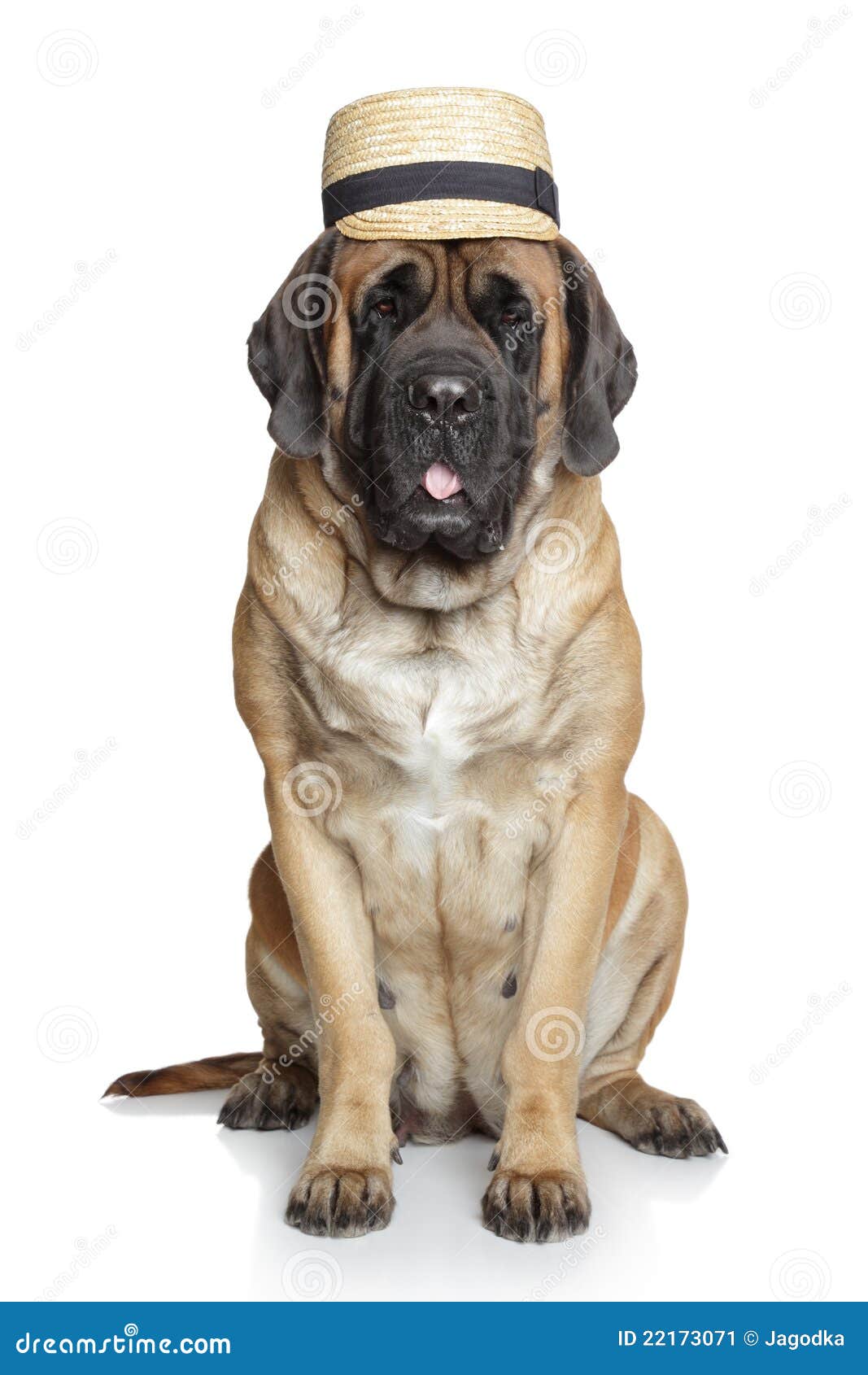 Engelse Mastiff Bij Een Paard