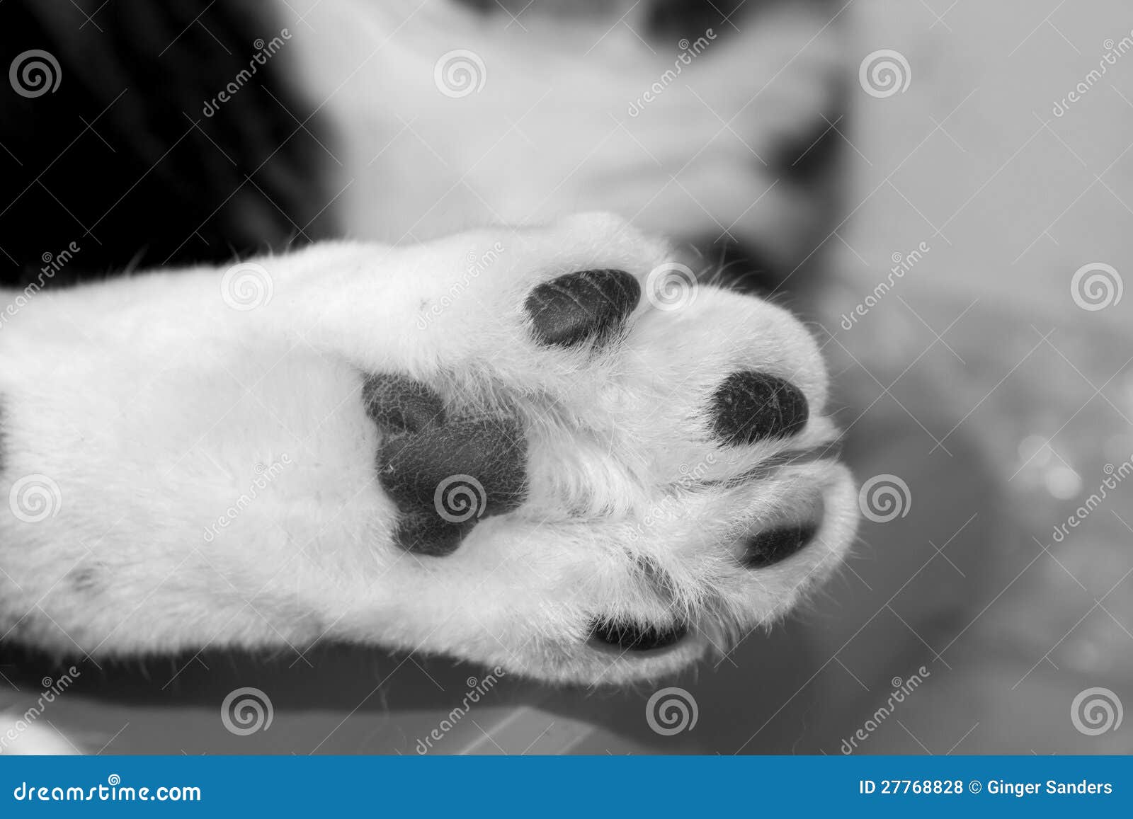 De Enige Bont Witte Poot Van De Kat Stock Foto - Image of katachtig ...