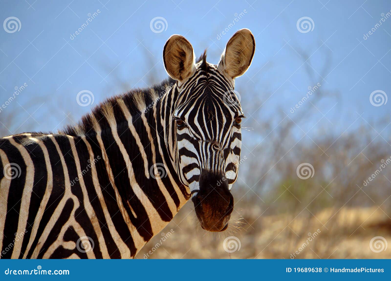 De enige Zebra eet gras stock foto. Image of strepen - 19689638